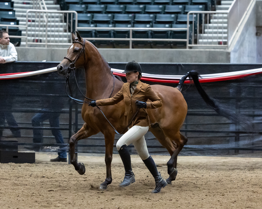 2025 Region 4 Arabian Championship Horse Show - Sunday - Kelly ...