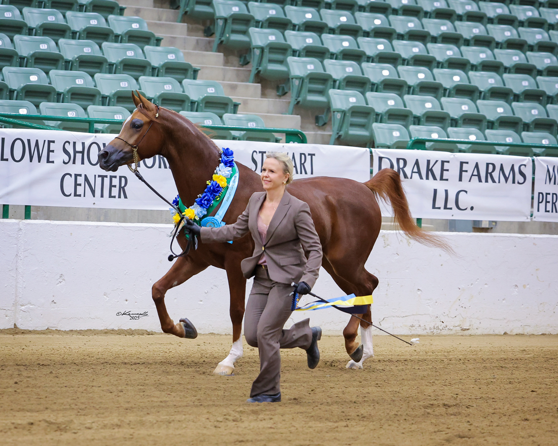2025 Region 3 Arabian Championship Horse Show - Regional Championship ...